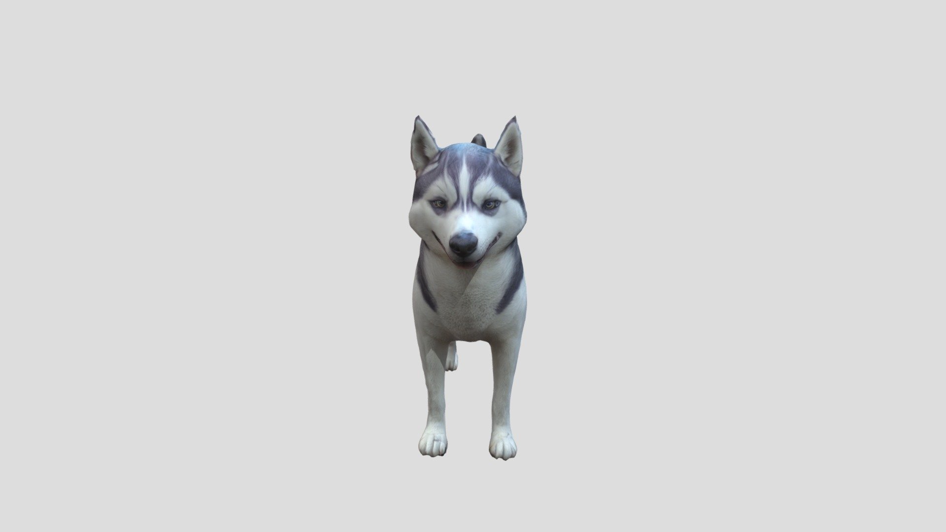 Siberian Husky (Dog) - Buy Royalty Free 3D model by arrowdigiihub ...