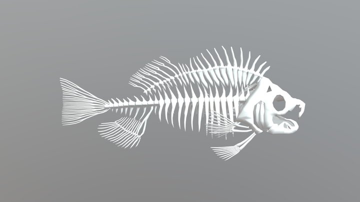 Bass 3D models - Sketchfab