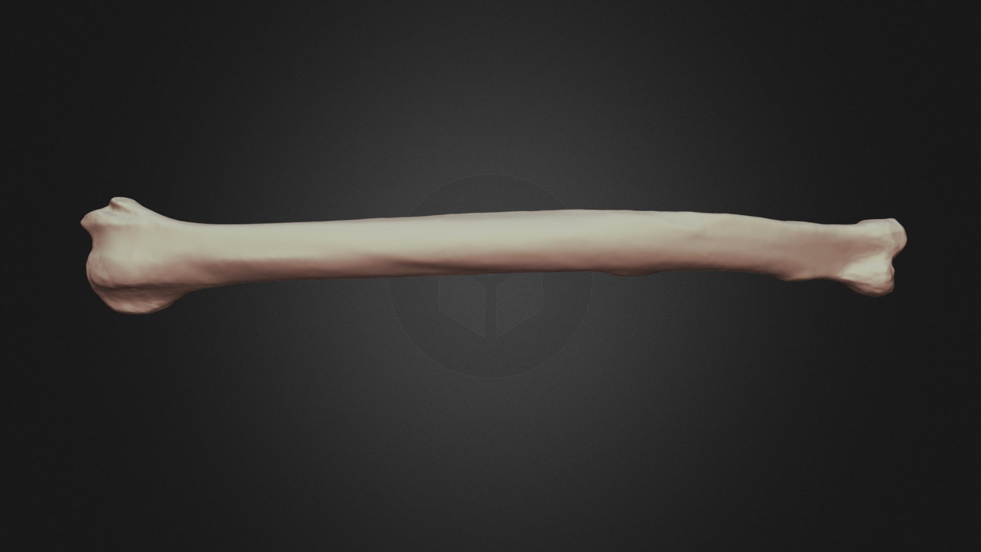 Coywolf Right Radius - 3D model by Lakehead Anthropology ...
