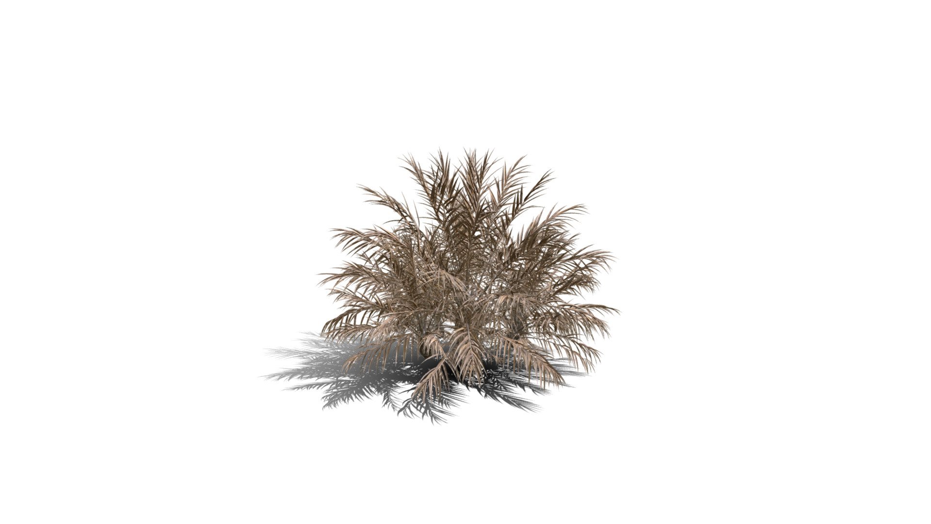 Realistic HD Date palm (65/78) - Download Free 3D model by PlantCatalog ...