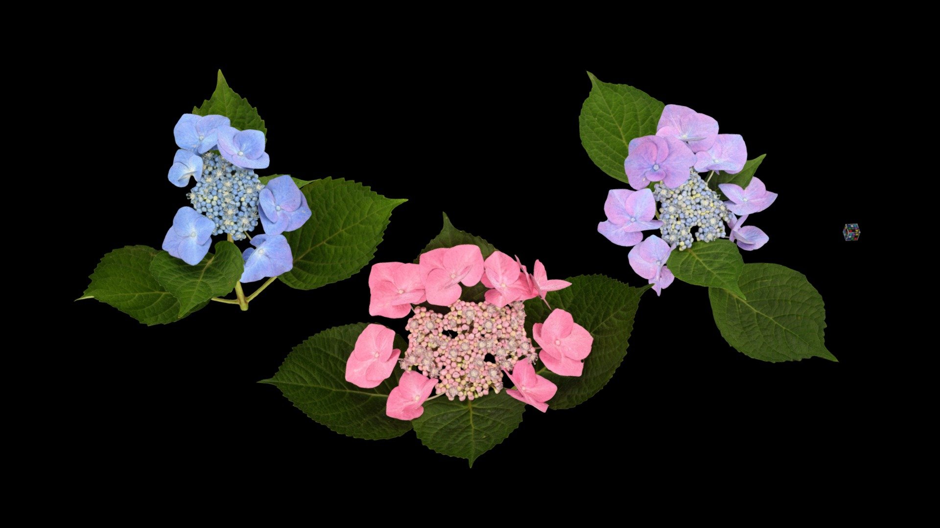 CC0 ガクアジサイ 🌸☔ Hydrangea m. f. normalis - Download Free 3D model by ...
