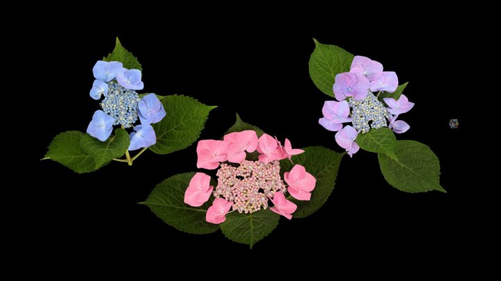 Hydrangea 3D models - Sketchfab