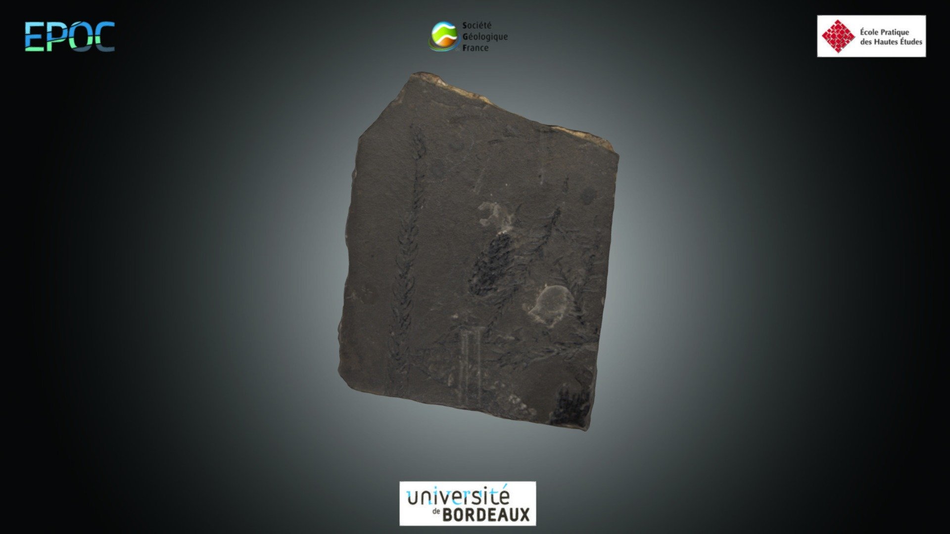 Plante - Walchia sp. - Download Free 3D model by Société Géologique de ...