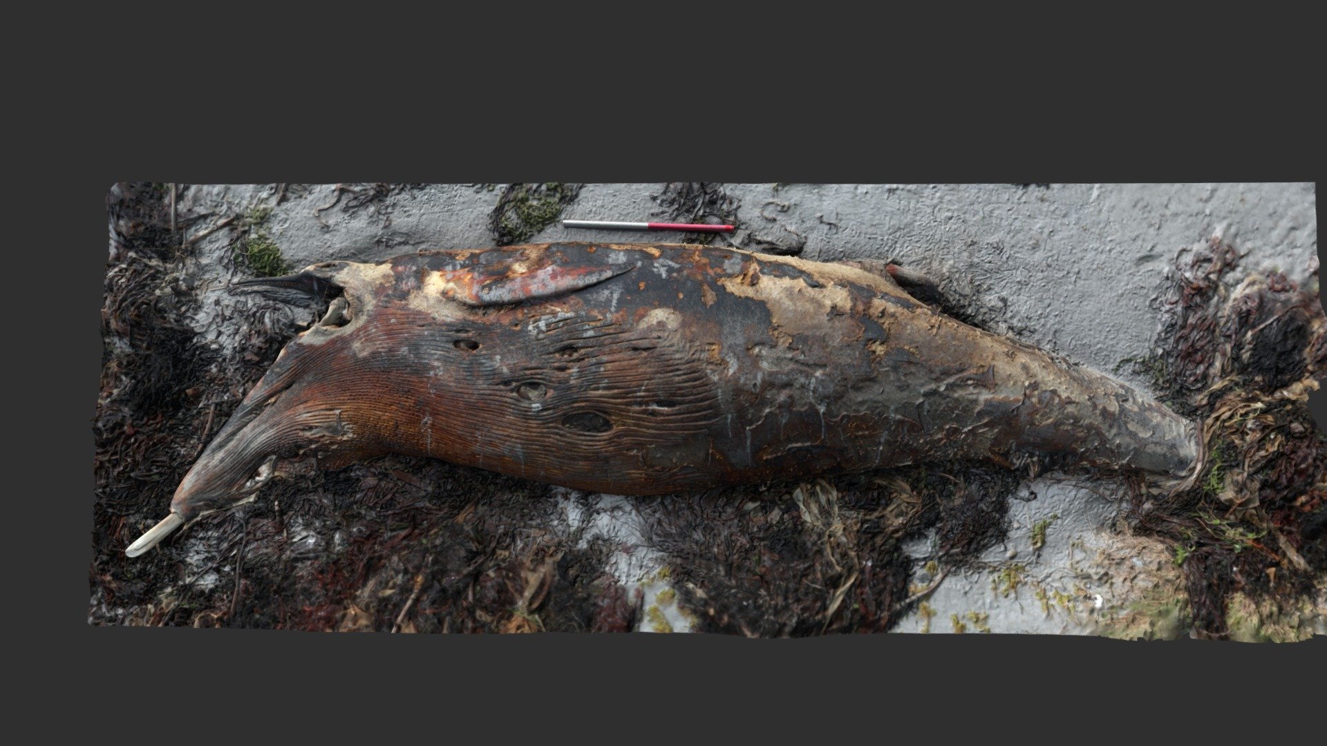 Decomposing whale, South Uist - 3D model by hfenton [4628f72] - Sketchfab