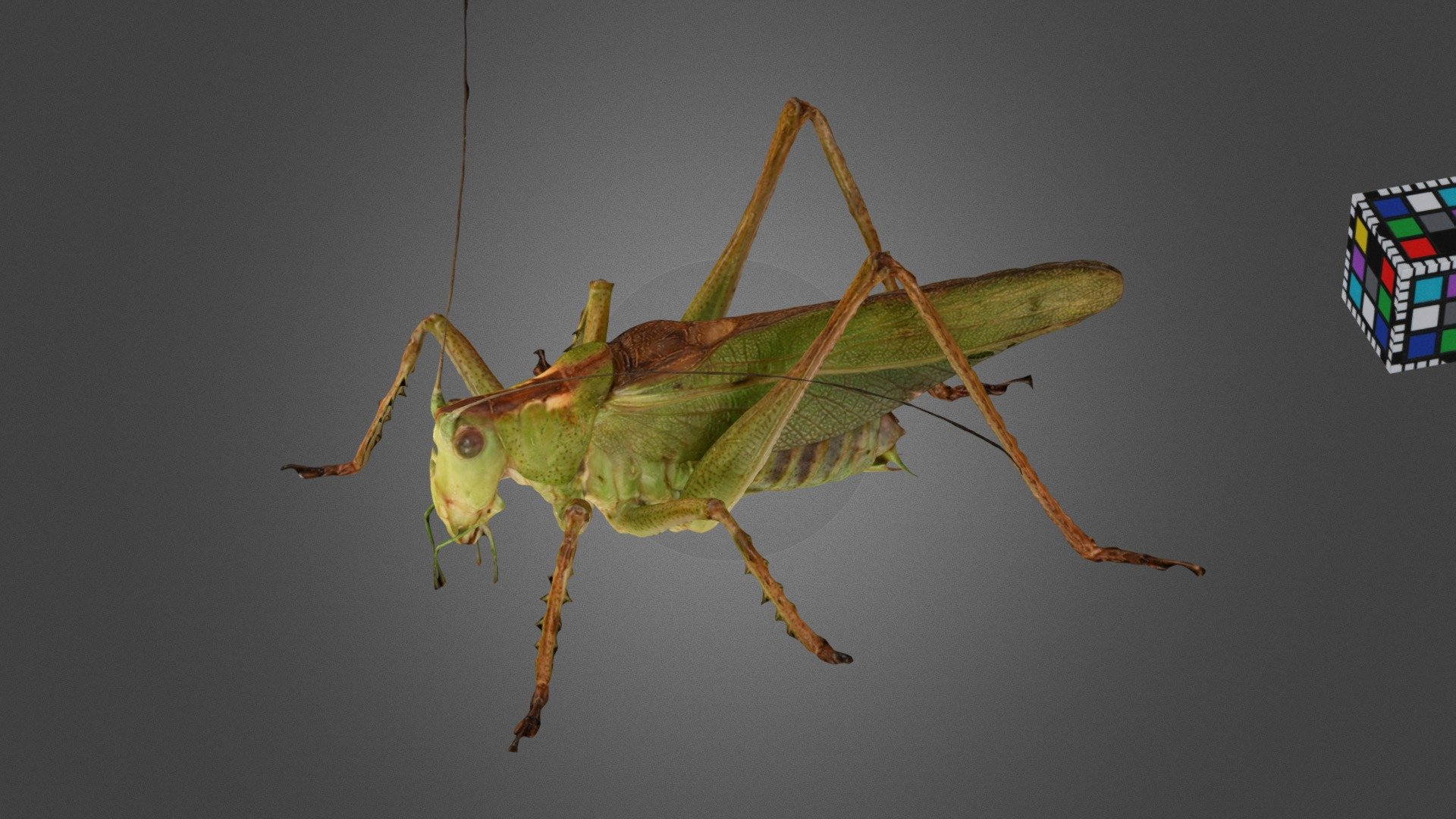 ヤブキリ ♂ Shield-backed Katydid, T. orientalis - Download Free 3D model by ...