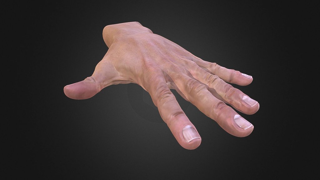 Hand anatomy - 3D model by JART3D (@jaimeasins) [4635a85] - Sketchfab