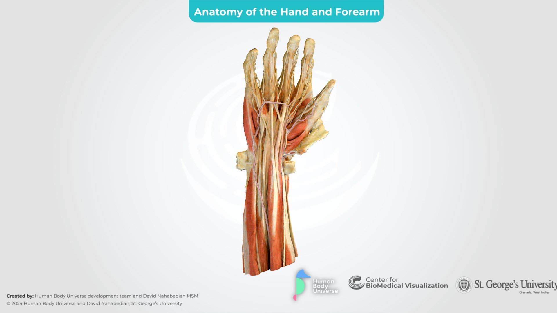 Anatomy of the Hand and Forearm - 3D model by The Center for BioMedical ...