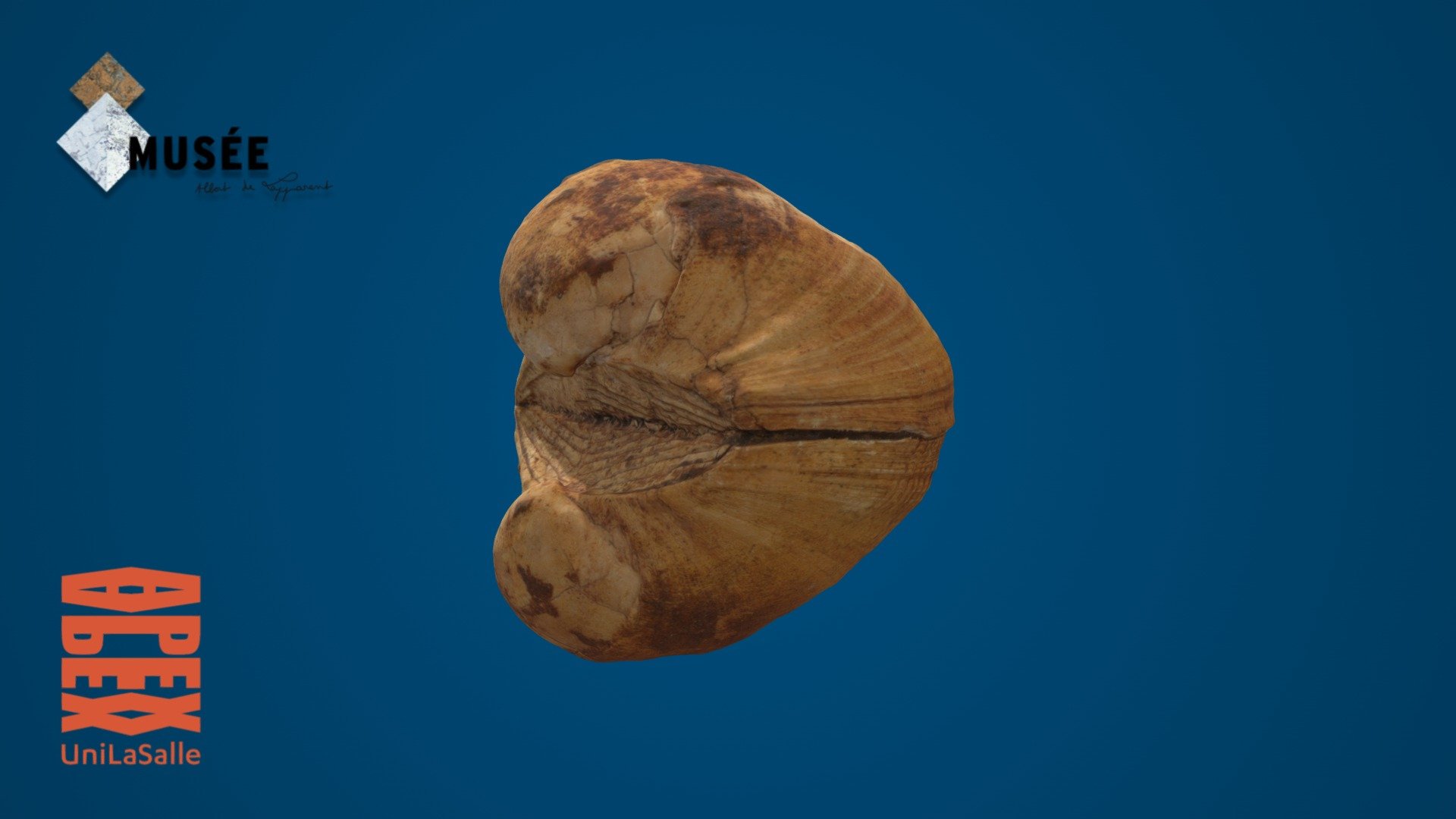 Cucullaea crassatina - Download Free 3D model by APEX UniLaSalle (@apex ...