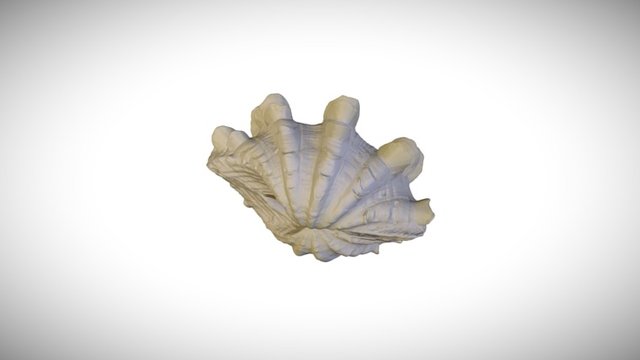 Giant-clam 3D models - Sketchfab
