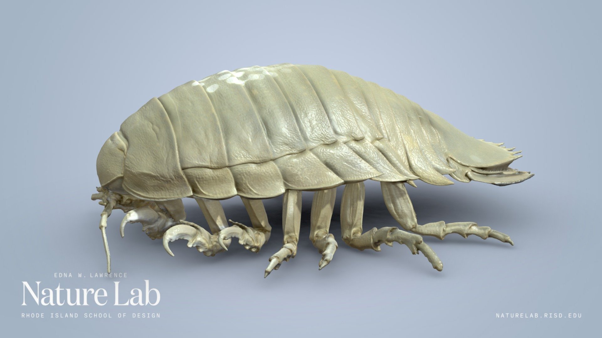 Giant Isopod - Download Free 3D model by RISD Nature Lab ...