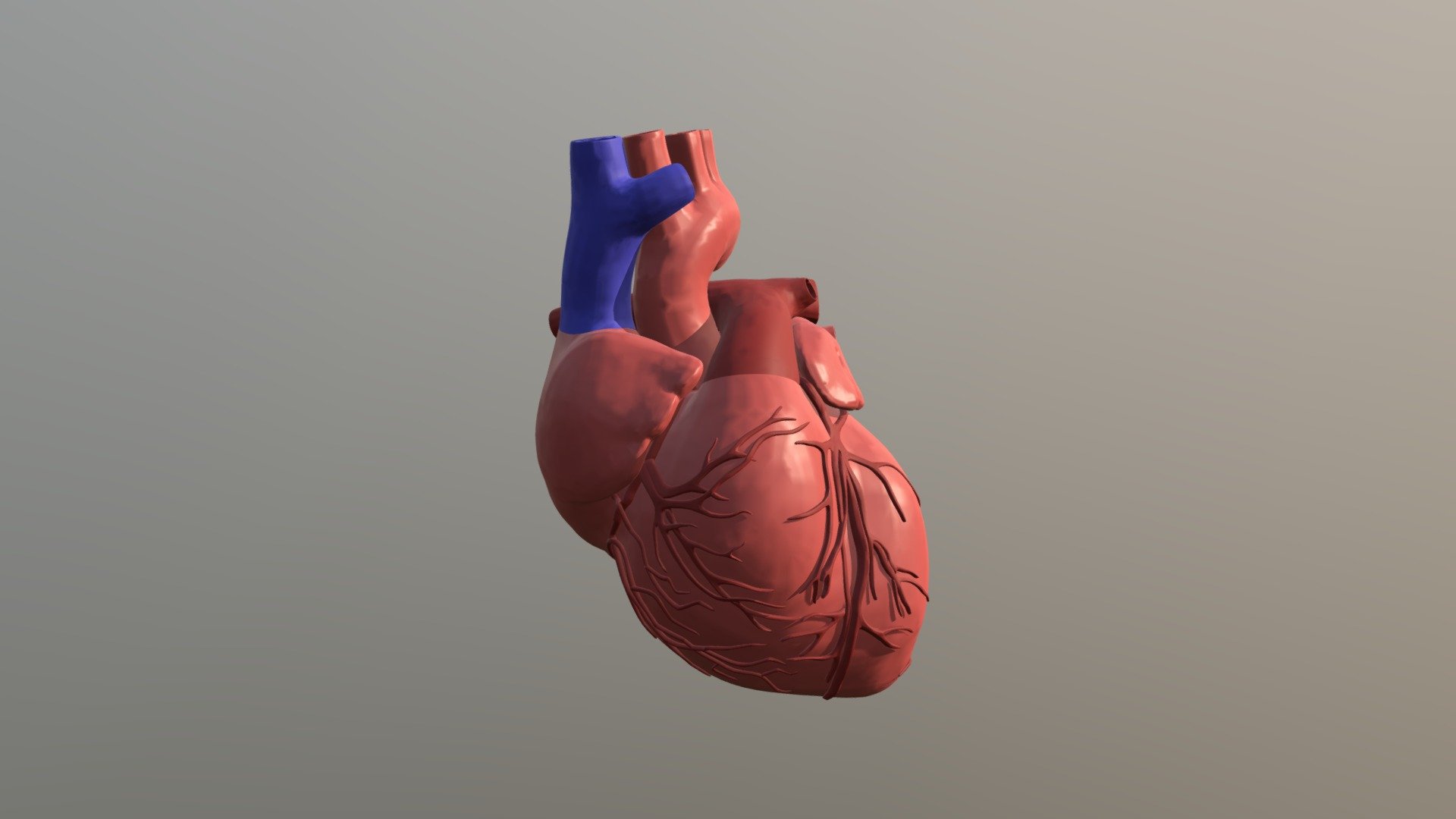 uploads_files_855608_heart - 3D model by drdooz787 [4648bcd] - Sketchfab
