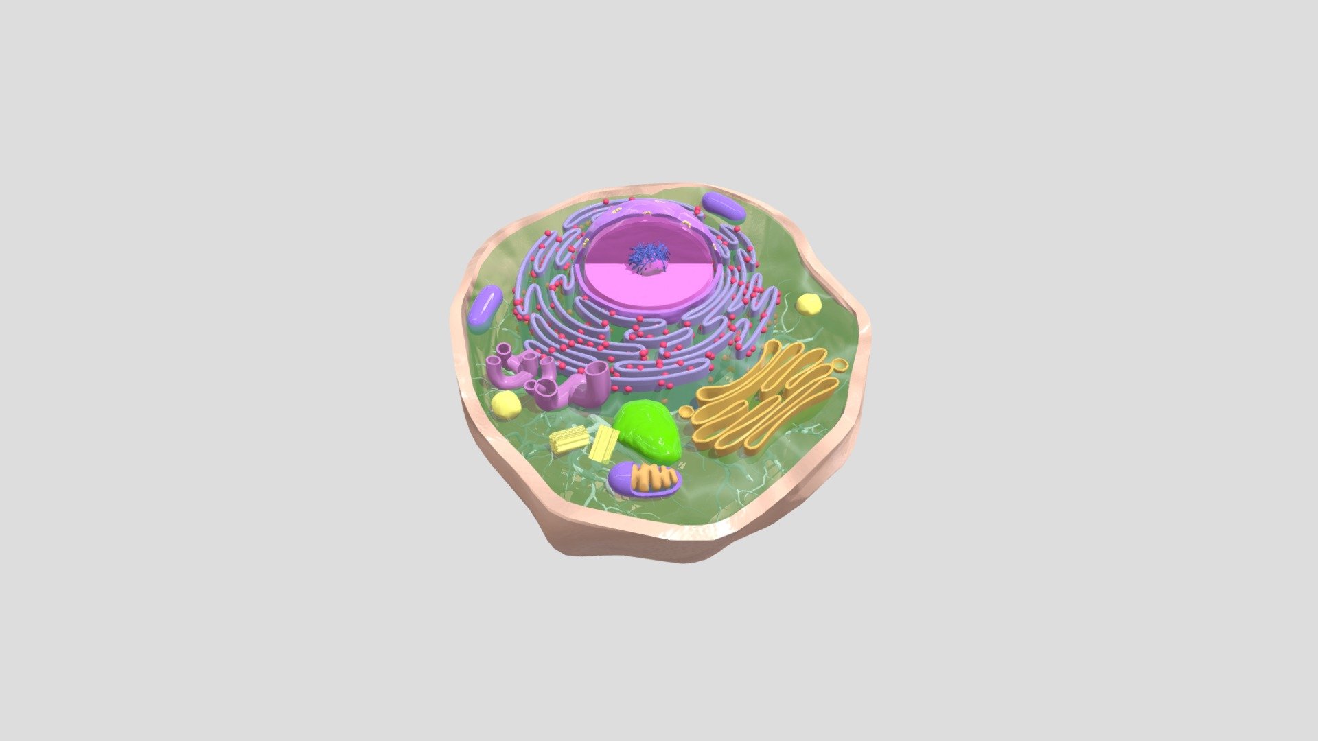 Célula Animal - Download Free 3D model by exequielflores ...