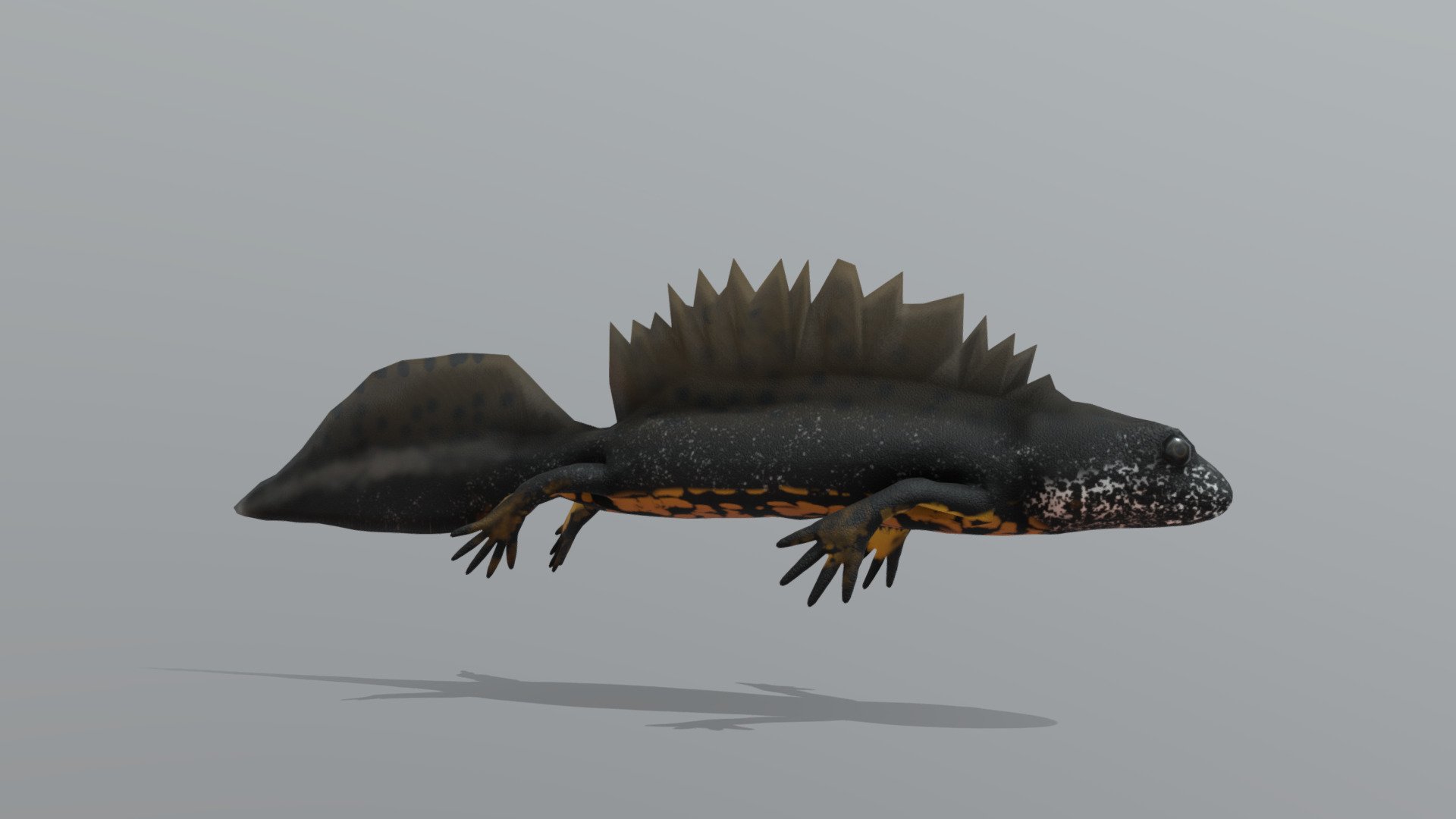 Crested newt (Triturus cristatus) - 3D model by Paleobiome [46525f8 ...