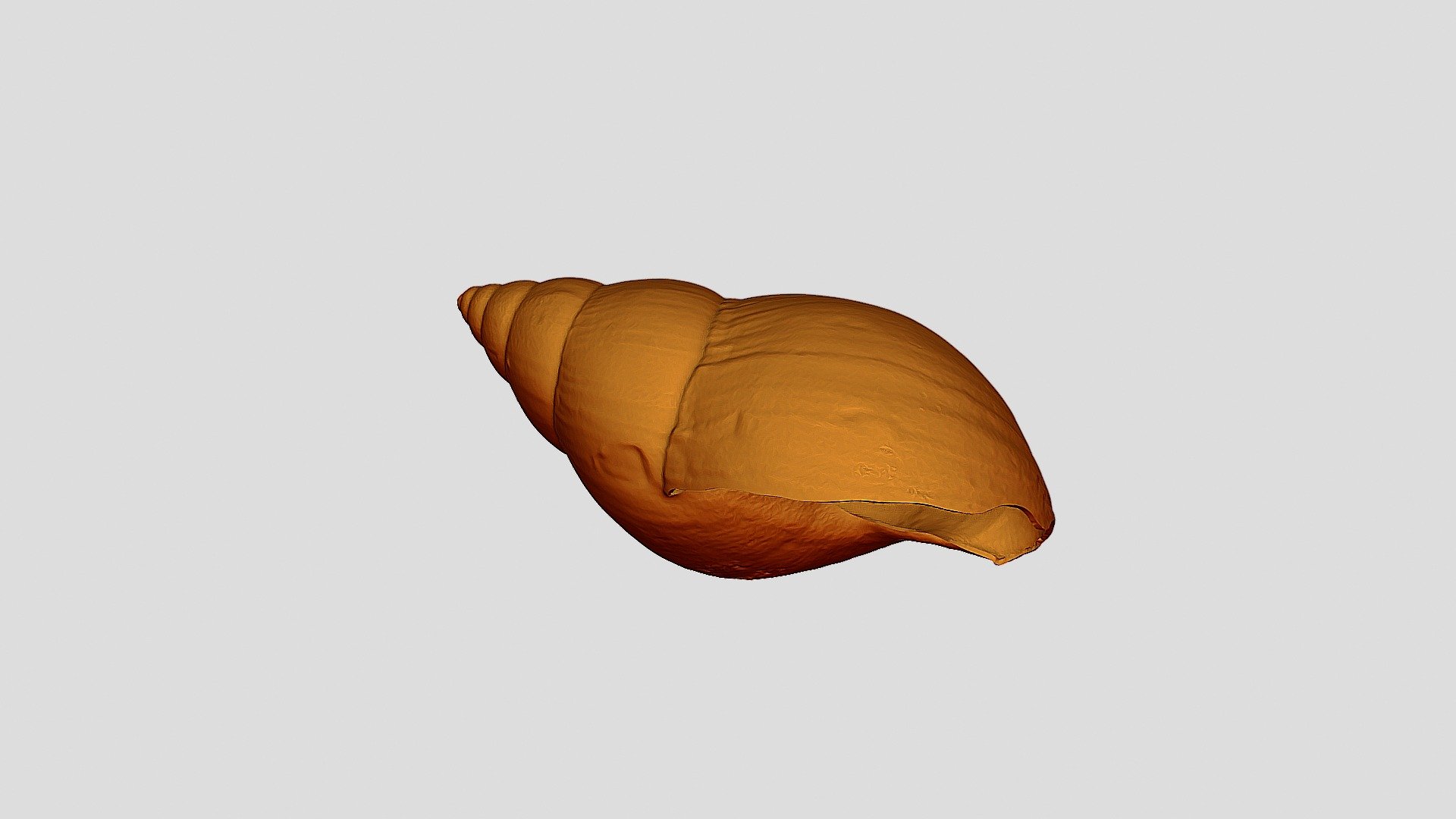 Original Natural Snail Shell ready to 3d print - 3D model by ...