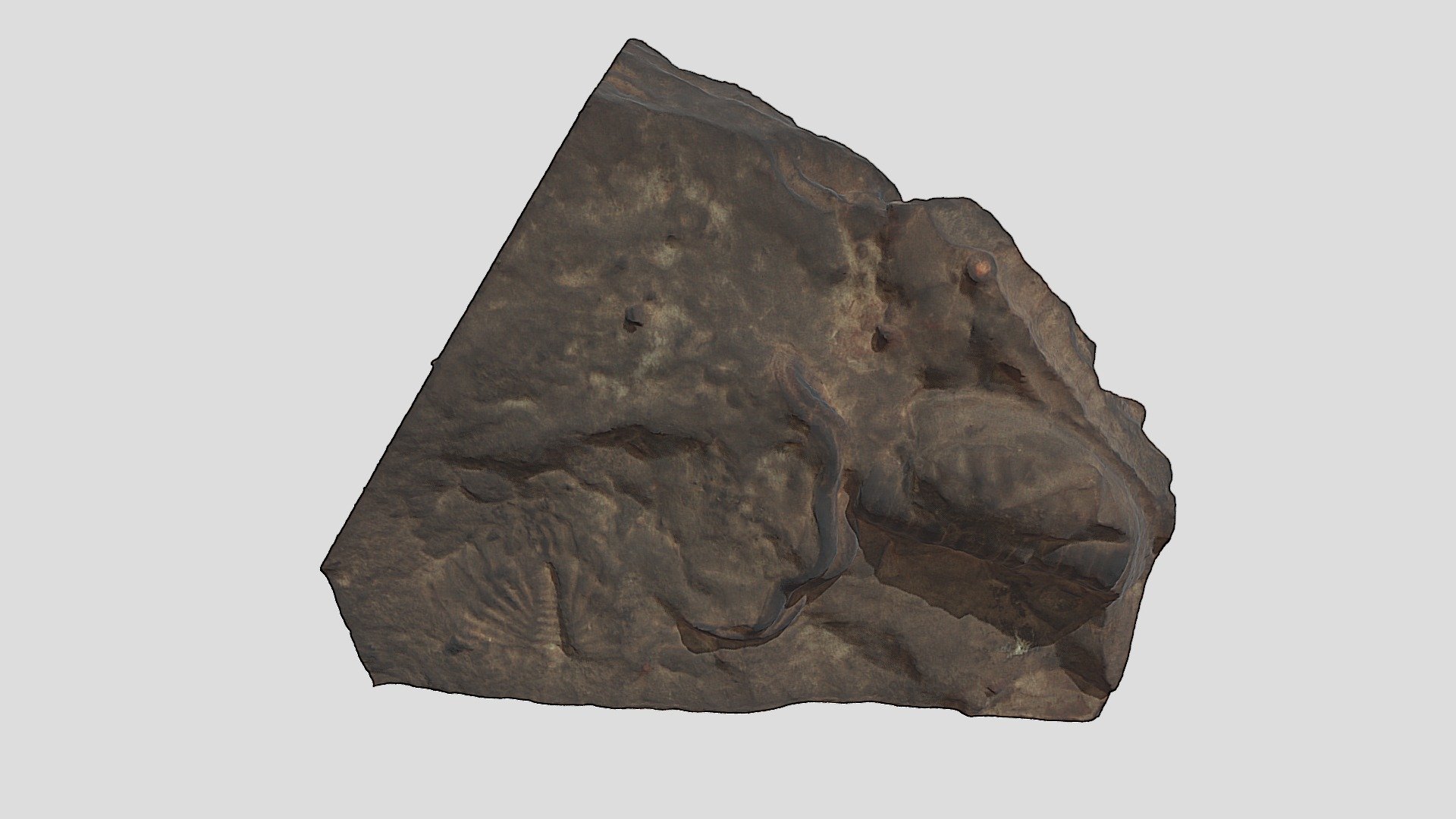 Trilobite fragments - Download Free 3D model by John Merck (@jmerck ...