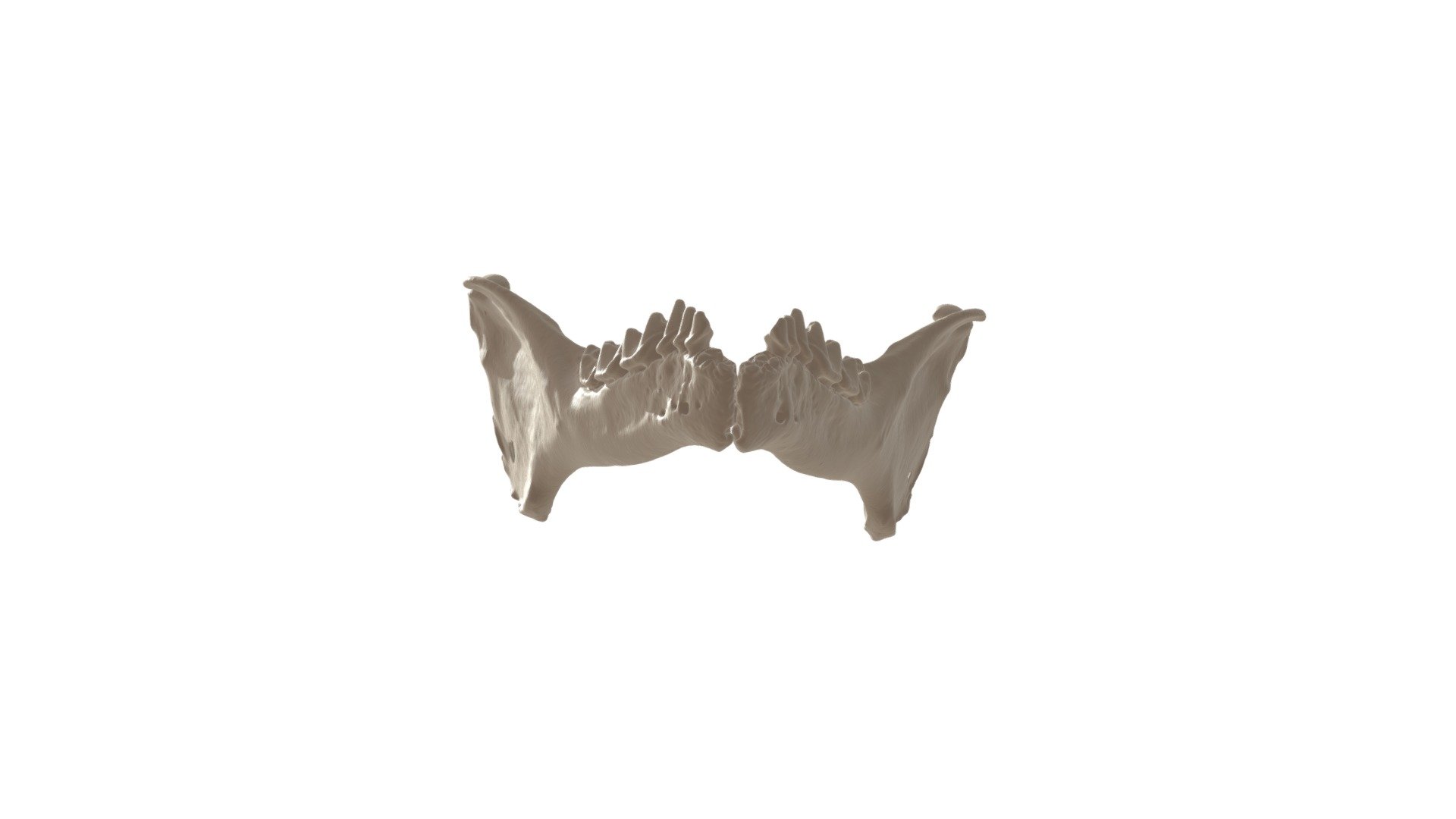 Tarsier Mandibular Dentition - Download Free 3D model by gwuanthro ...