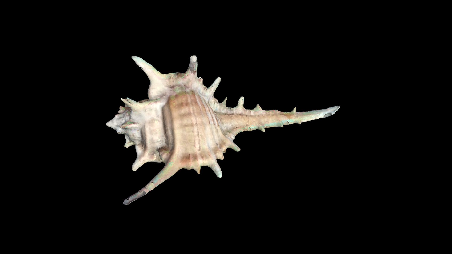 Shell 15 - Murex Ternispina - Download Free 3D model by Peter Nox ...