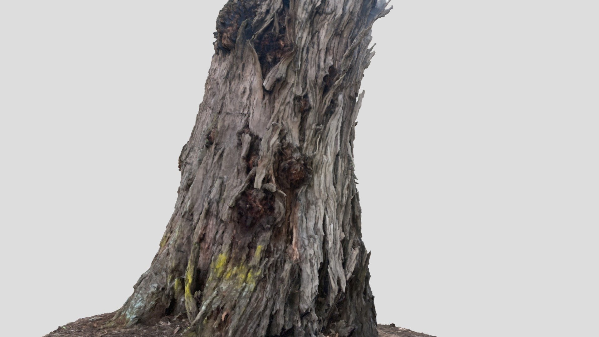 Tree Gnarly - Download Free 3D model by MattMakesSwords - Scans ...