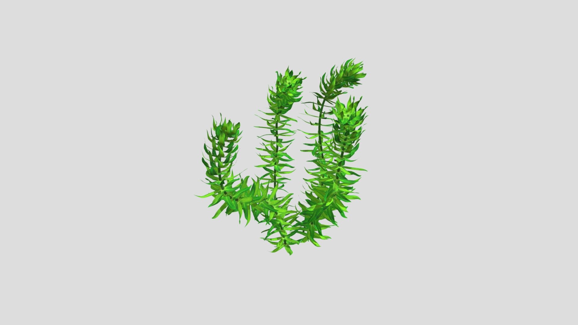 Hydrilla - 3D model by DESIGNTRIX STUDIO (@DESIGNTRIX) [4679451 ...