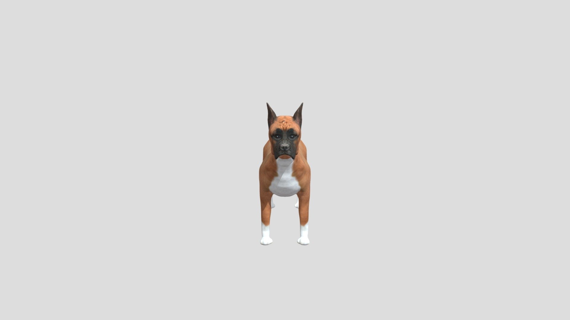 Boxer Dog - 3D model by strugglestories101 [467b05e] - Sketchfab