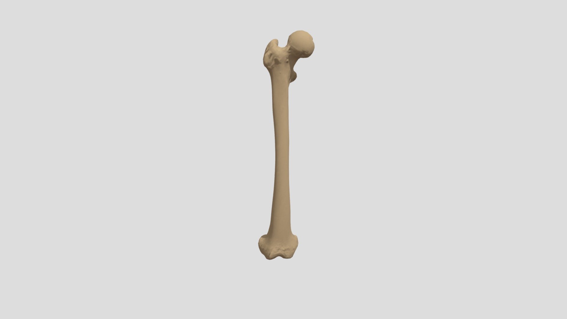 Femoral Femur Bone - 3D model by abdurrahim._m [467b69f] - Sketchfab