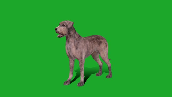 Greyhound 3D models - Sketchfab