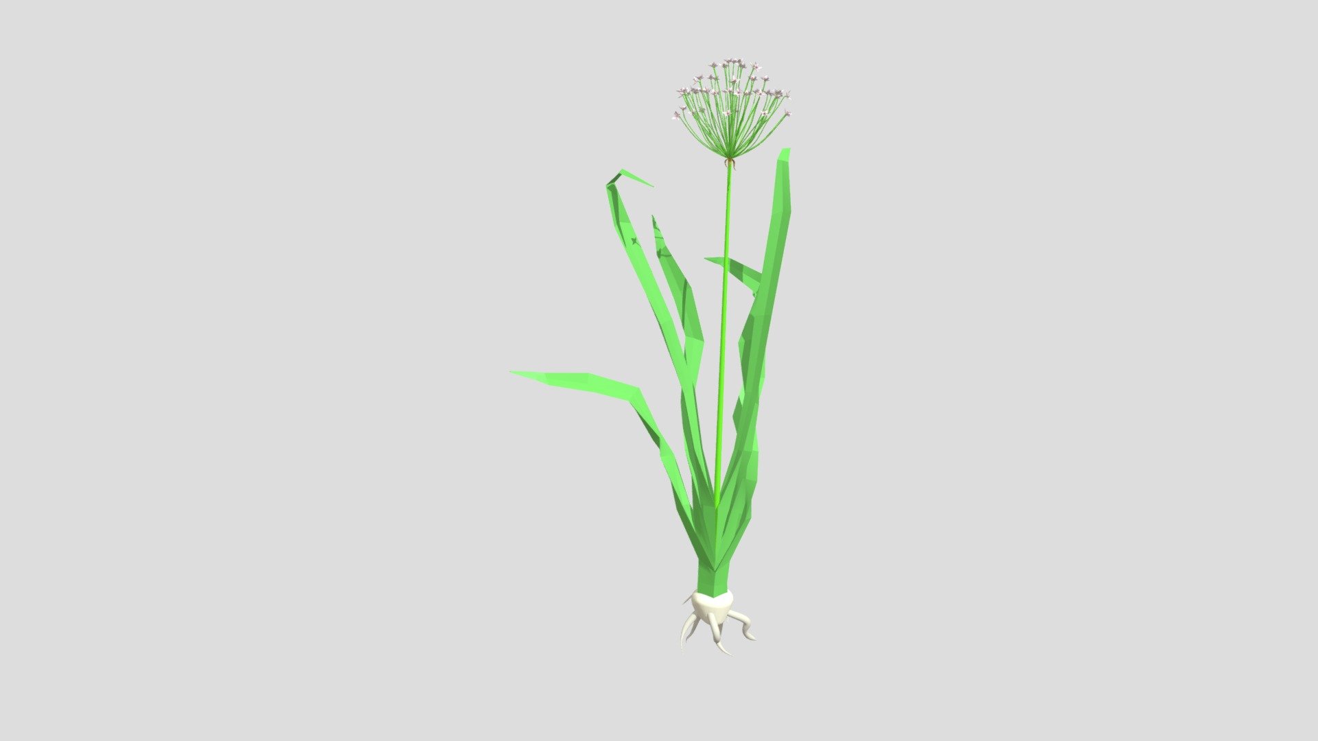 Flowering Rush - Download Free 3D model by Skuft [468ebdf] - Sketchfab