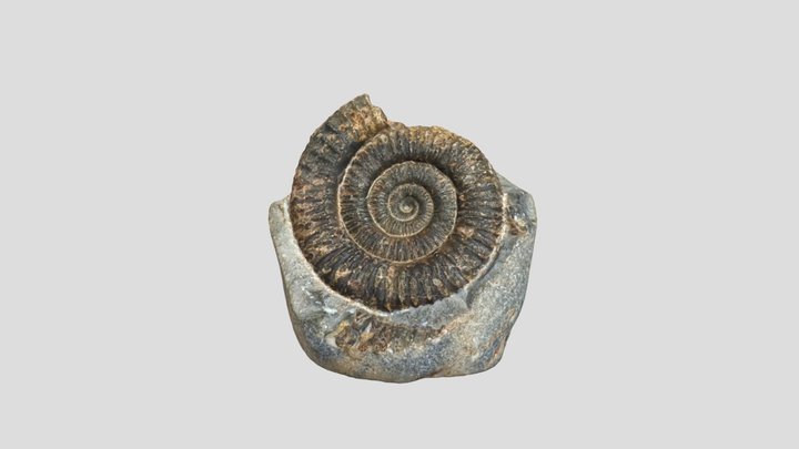 Ammonite 3D models - Sketchfab