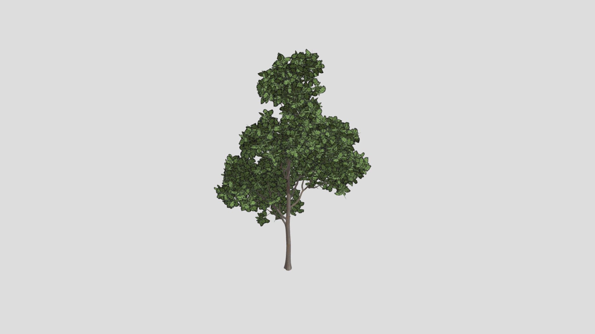 Medium tree - 3D model by ochinchins [4697511] - Sketchfab