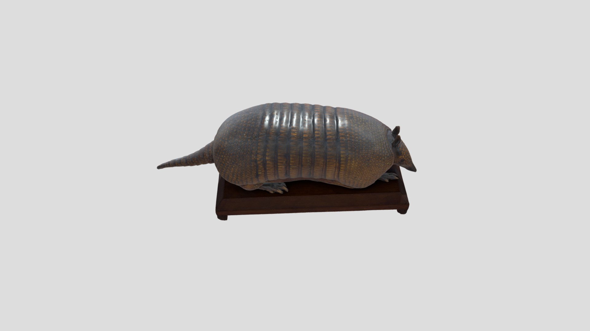 Dasypus hybridus (armadillo de musell llarg) - 3D model by culturaub ...