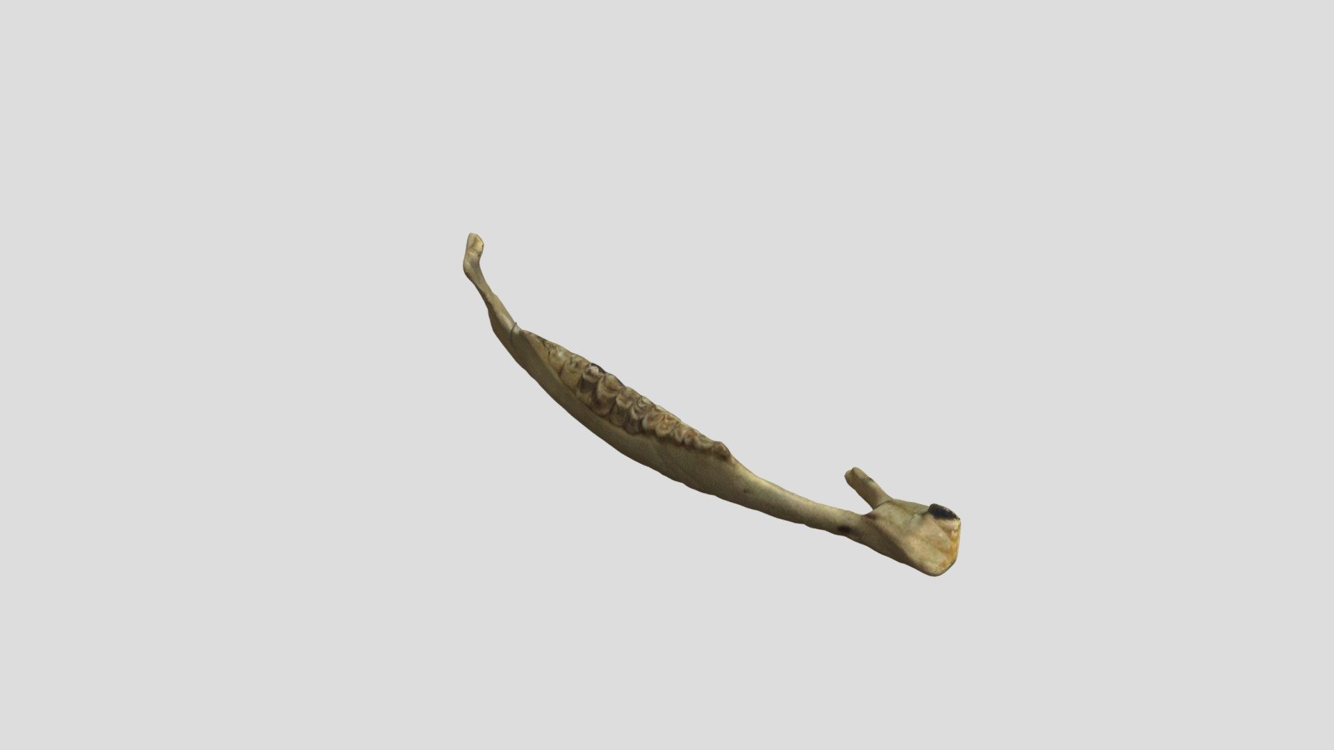 White-tailed deer #4 - Download Free 3D model by blackrockforest ...