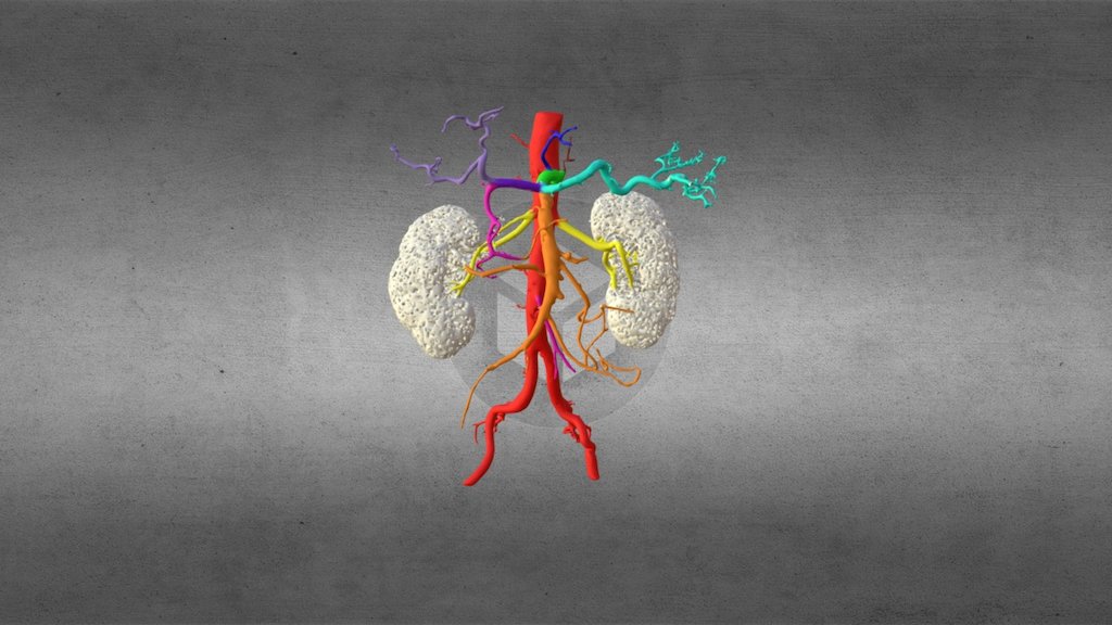 Abdominal Arteries - Download Free 3D model by jonbra [46a981c] - Sketchfab