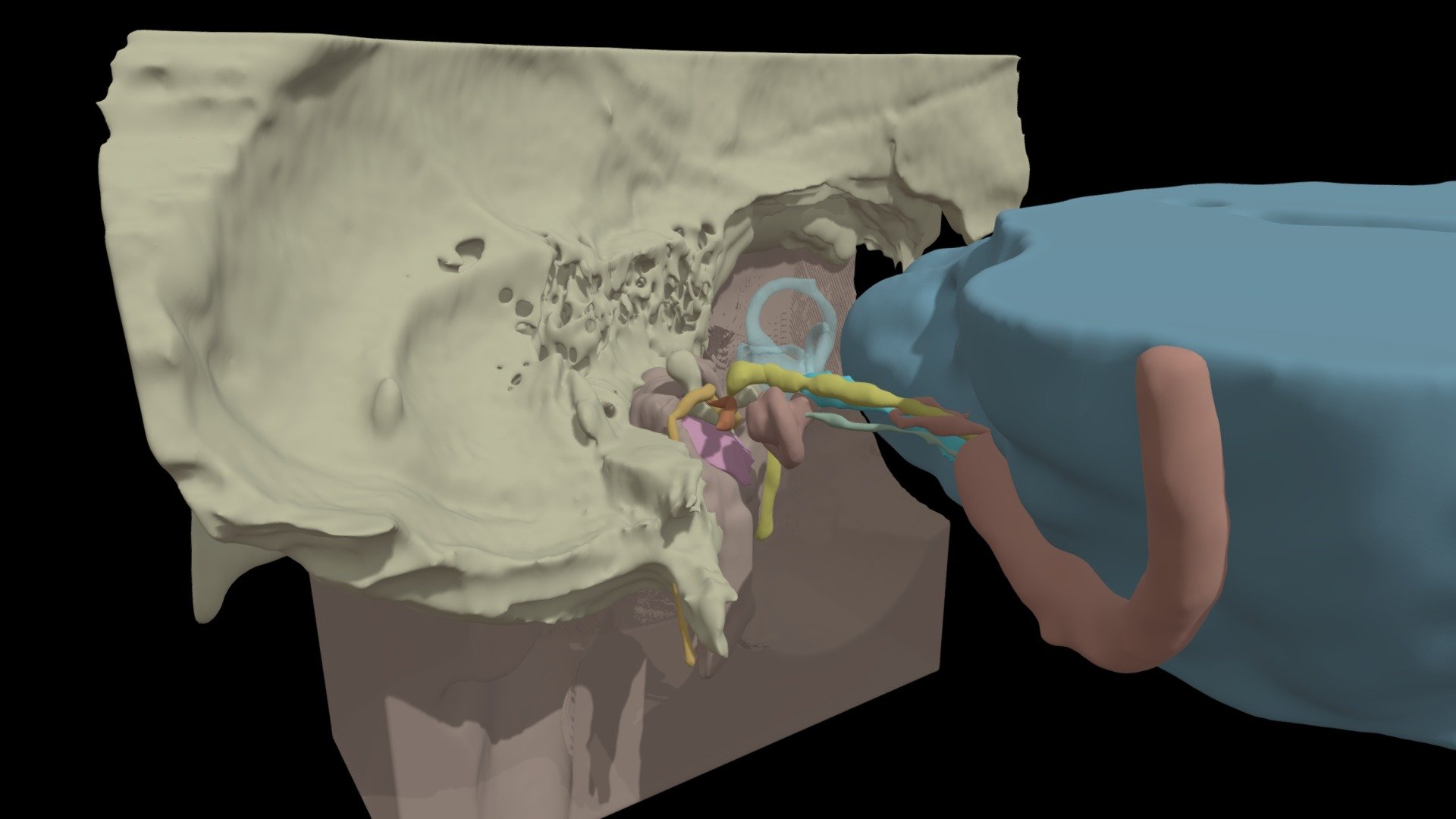 Temporal Bone Structures - 3D model by Justin Cramer (@jcramer ...