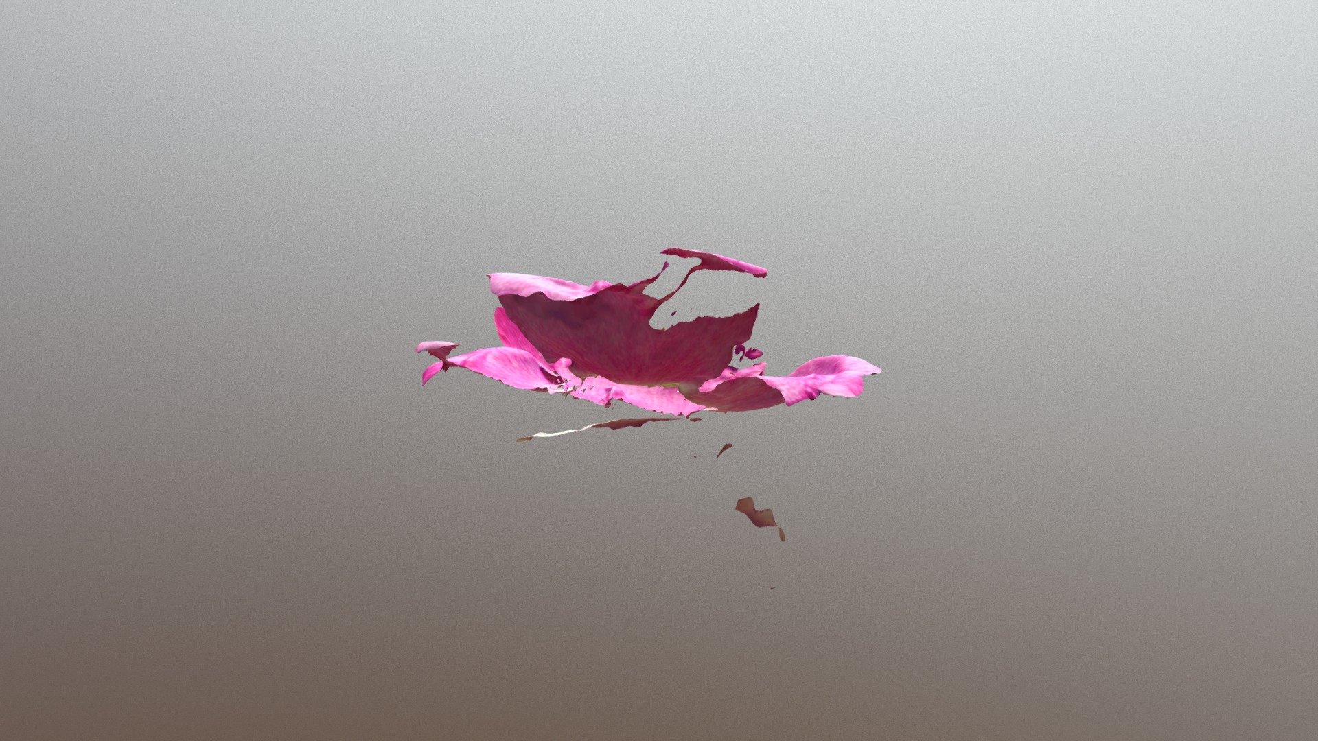 Nootka Rose [Rose2-Single-May27-2017] Family D - 3D model by ...