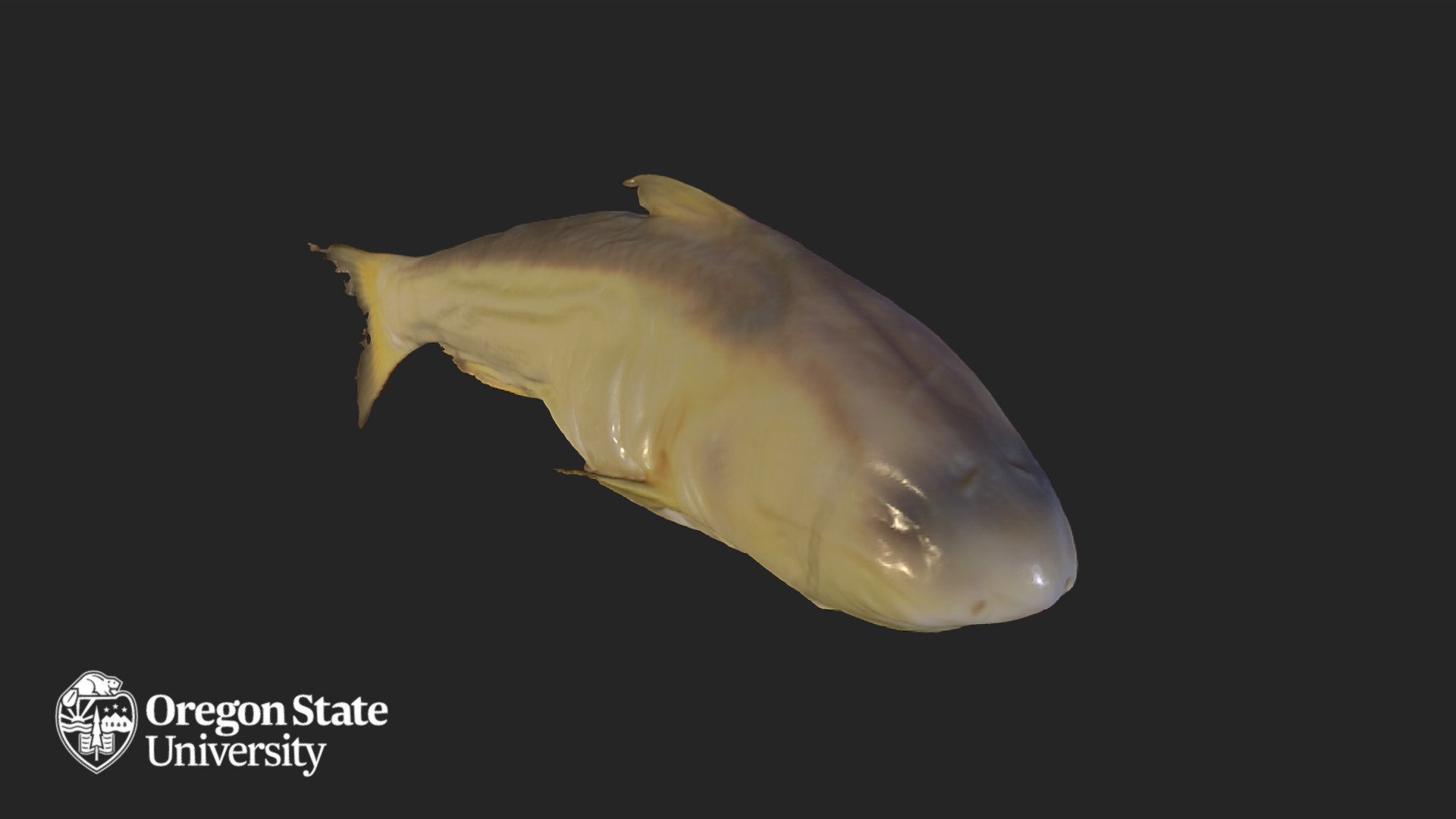 Blue Whale Catfish (Cetopsis Coecutiens) - 3D model by Oregon State ...