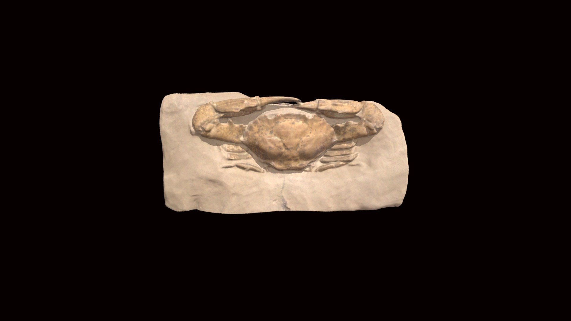Fossil crab (VCU_3D_8335) - Download Free 3D model by Virtual Curation Lab (@virtualcurationlab ...