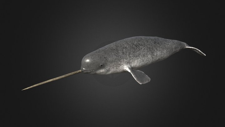 Narwhal 3D models - Sketchfab