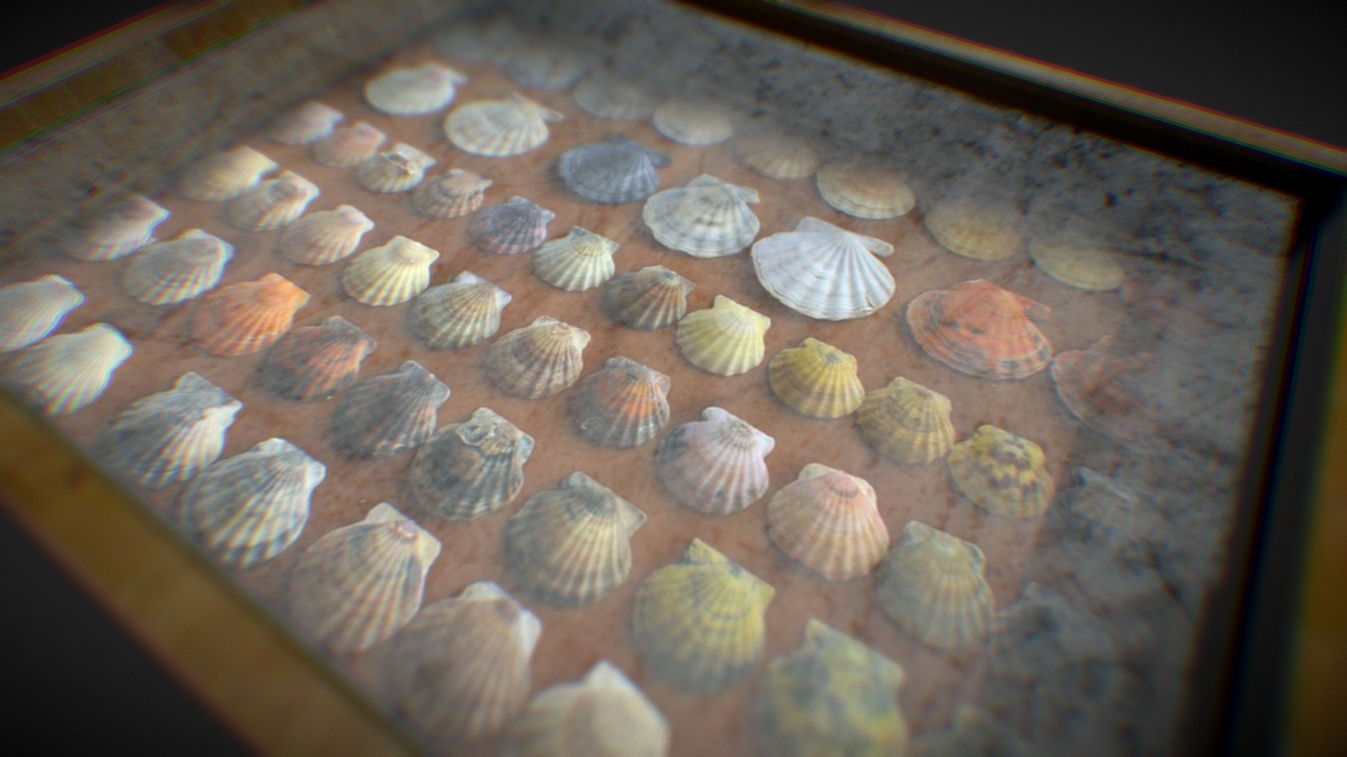 Shells - 3D model by liancu (@akasquirrelboy) [46d5aee] - Sketchfab