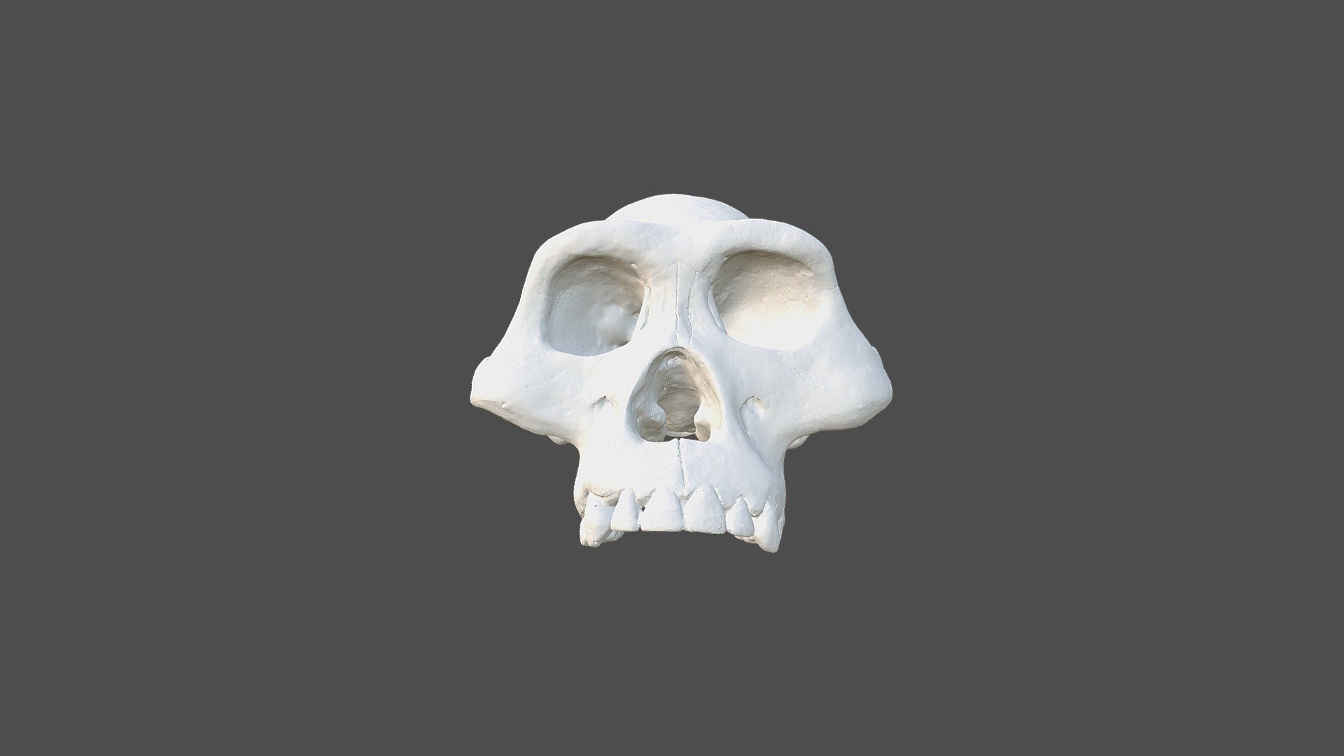 Australopithecus Afarasis Composite Skull - 3D model by Wellesley ...