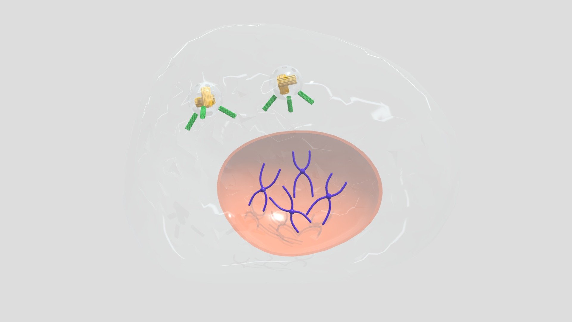 Cell Division 02 - Interphase S - 3D model by Júlio Panzera (@juliopanz ...