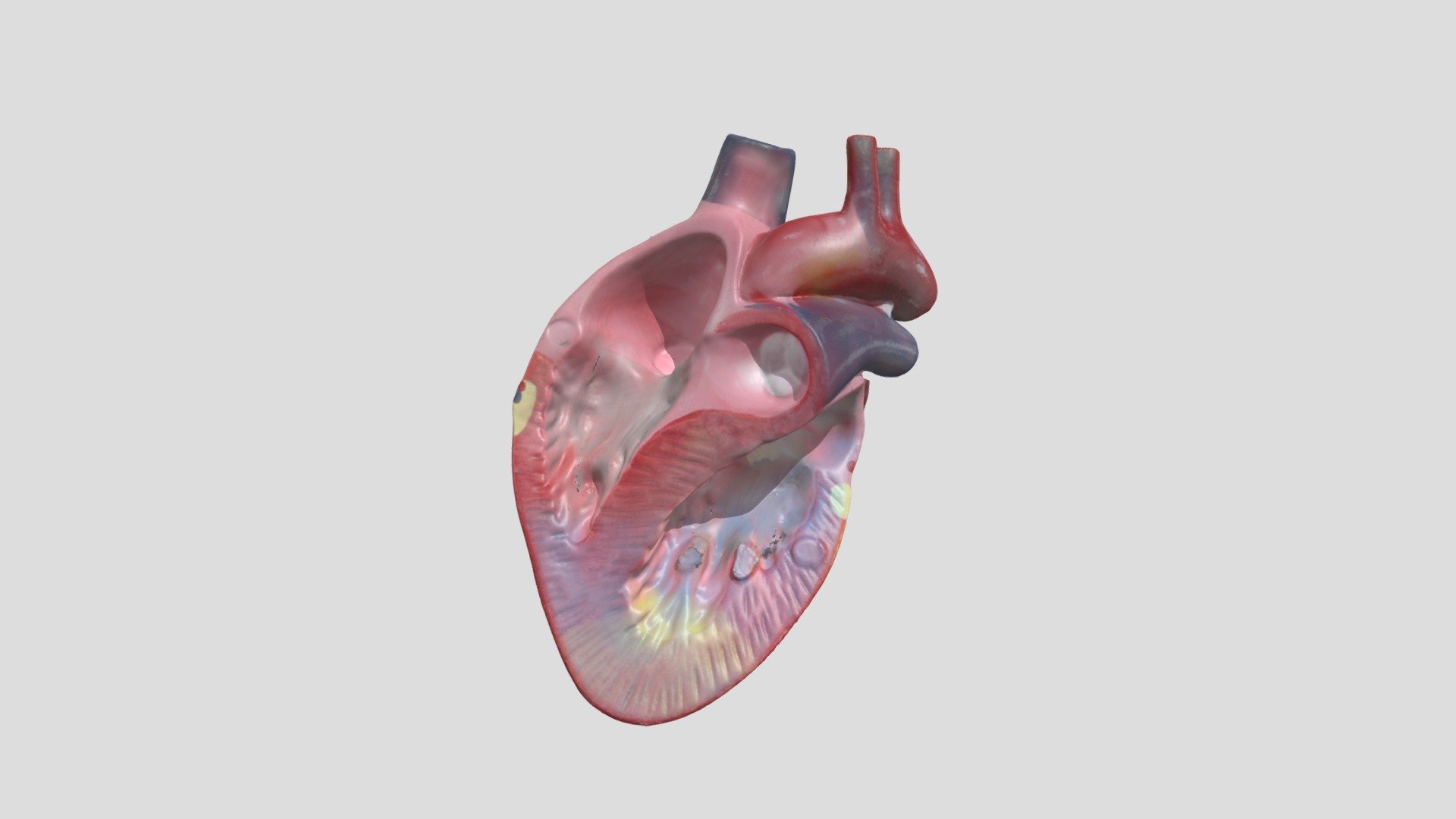 Dog Heart H2 - 3D model by Veterinary Medicine, Kasetsart University ...