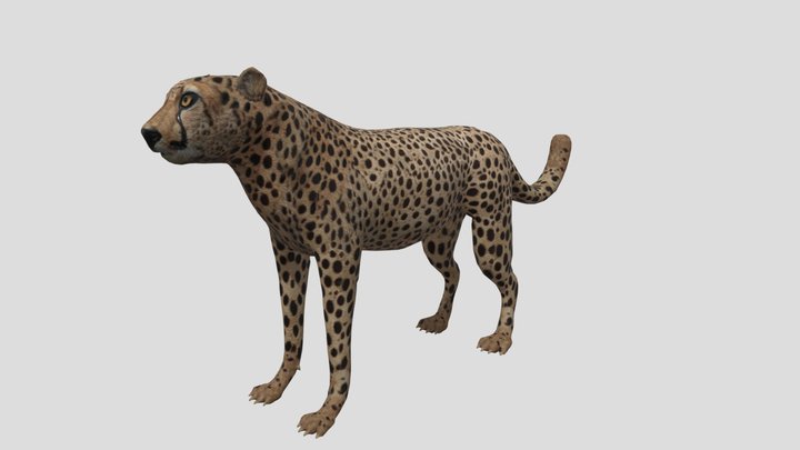 Cheetah 3D models - Sketchfab