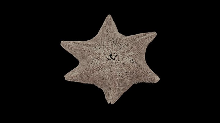 Asteroidea Fossils