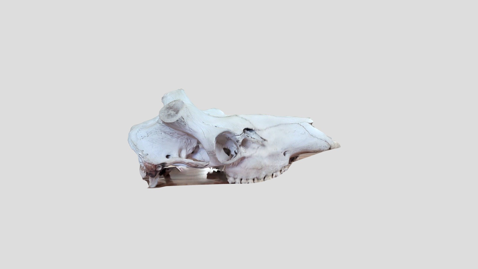 elk skull - Download Free 3D model by Ryant831 [46ec06b] - Sketchfab