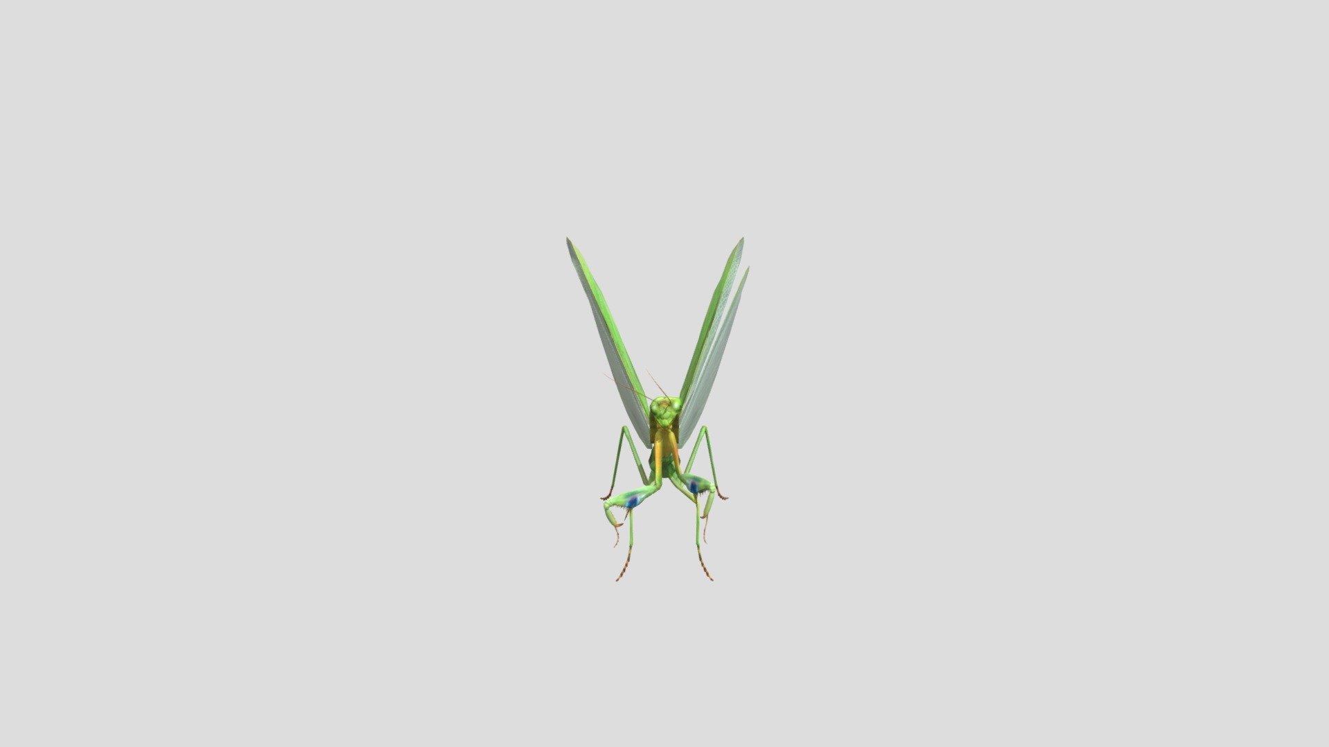 Praying Mantis - Download Free 3D model by kenchoo [46ecce5] - Sketchfab
