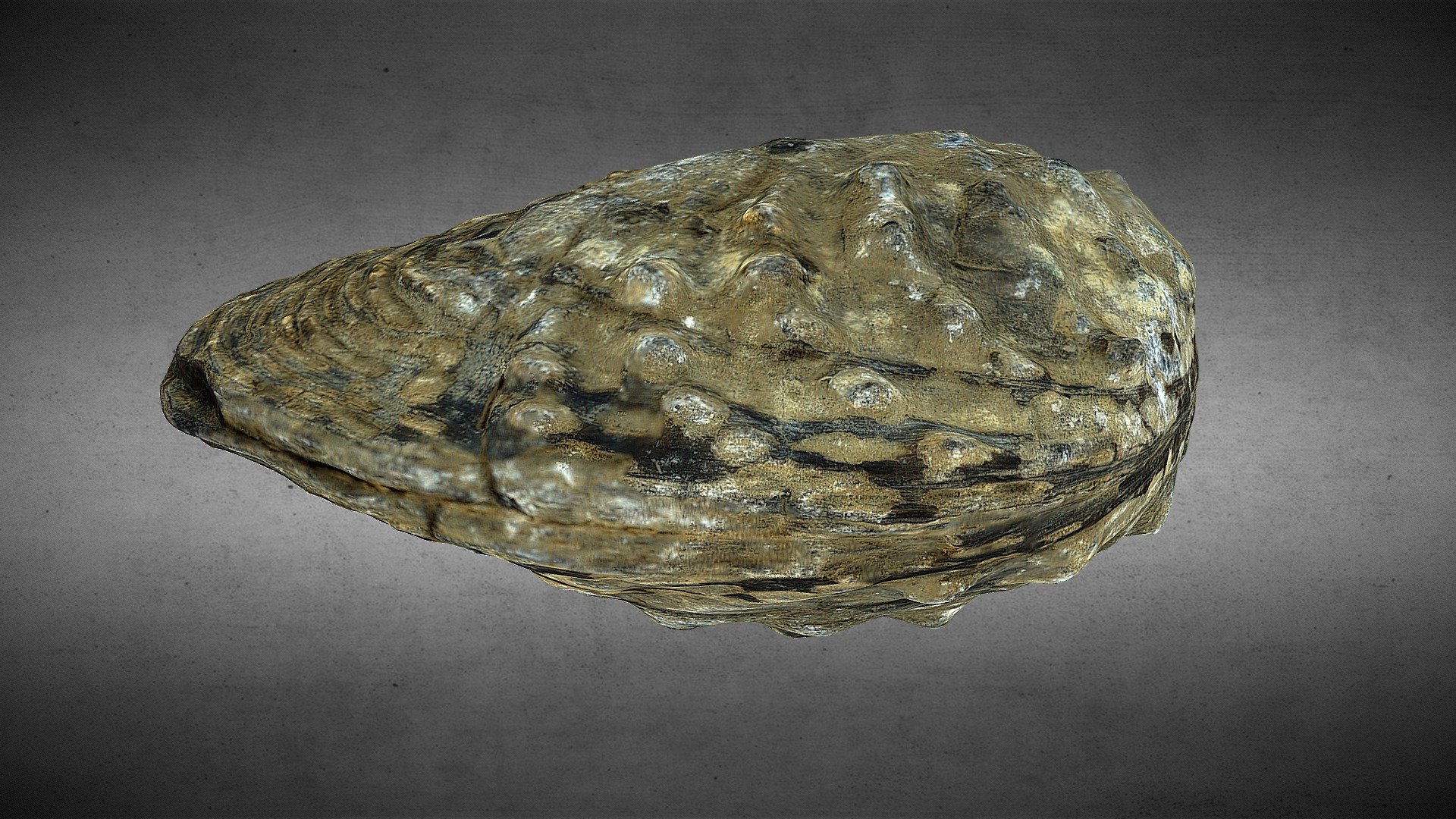 Trigonia sp. - 3D model by paleontologiaudec [46f6a2d] - Sketchfab