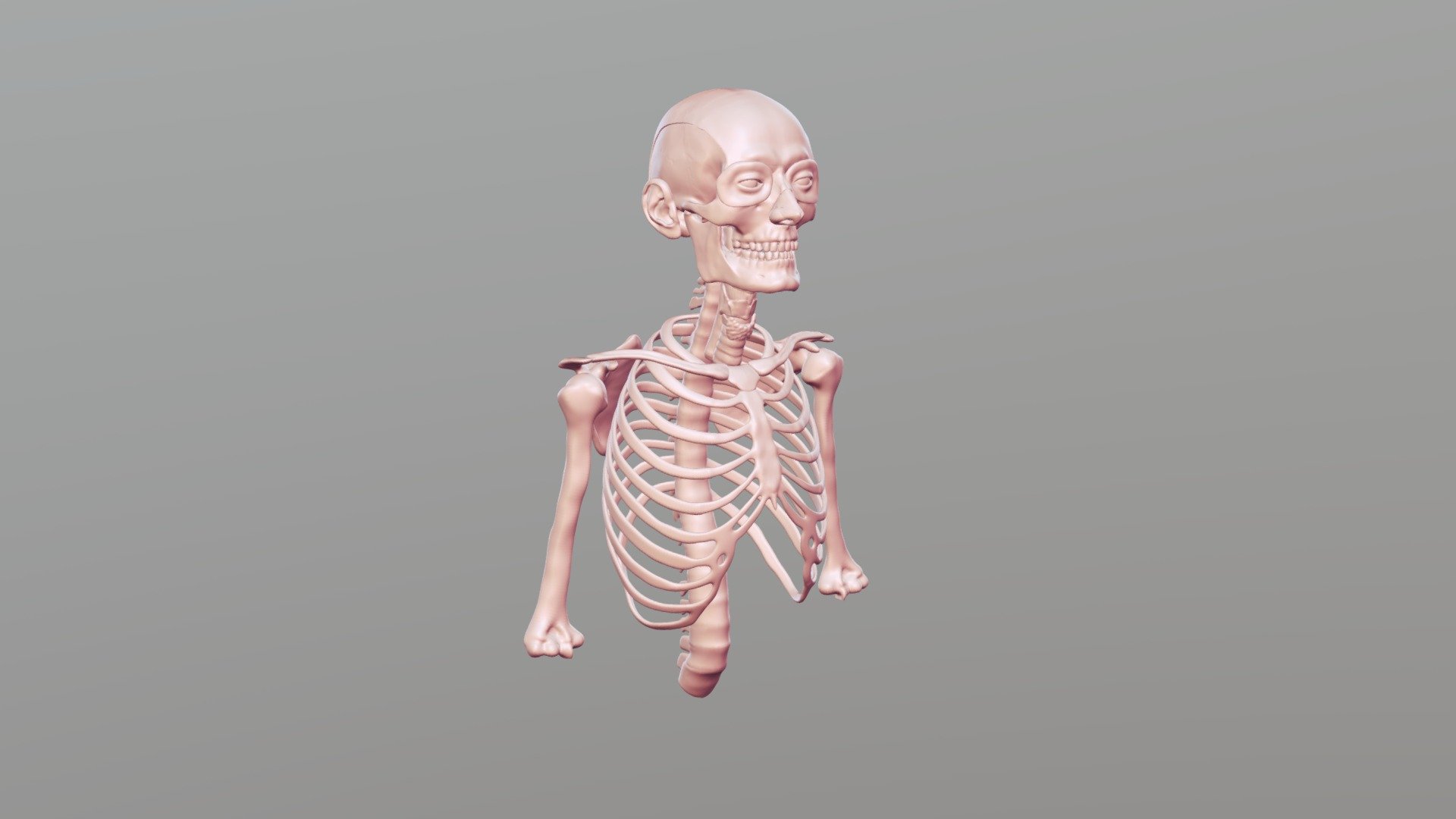 upper skeleton and skull - 3D model by JGarr66 [46f6e45] - Sketchfab