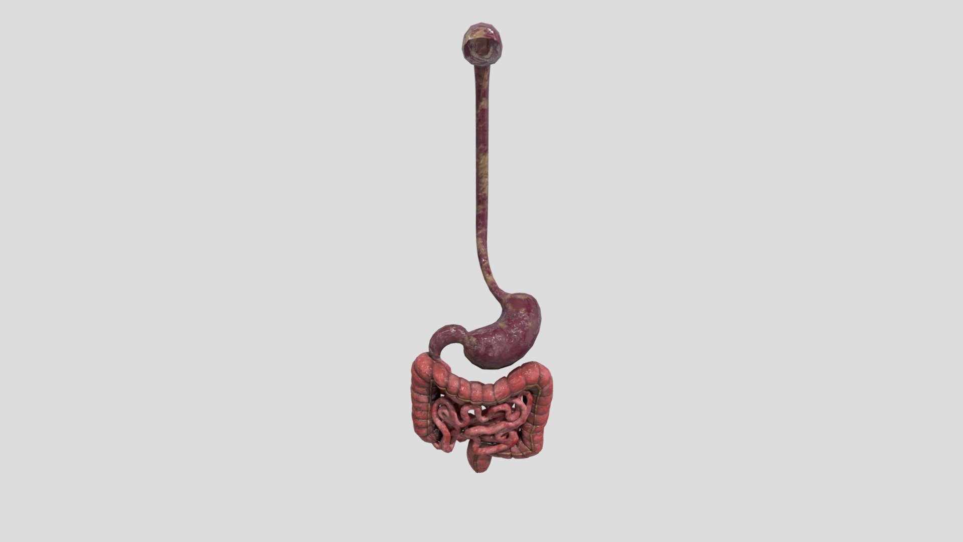 realistic_human_stomach - 3D model by in2249 [46f7633] - Sketchfab