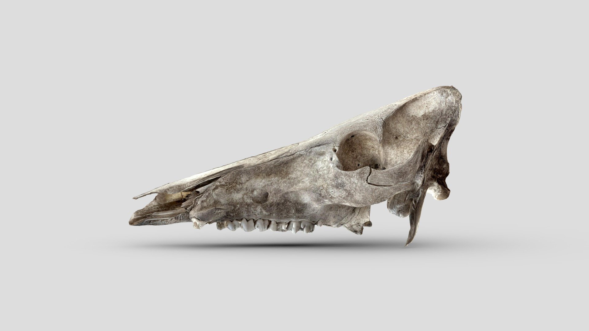 Peccary Skull Actual Size - 3D model by Terrie Simmons-Ehrhardt ...