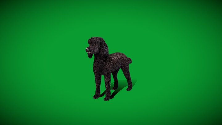 Poodle 3D models - Sketchfab